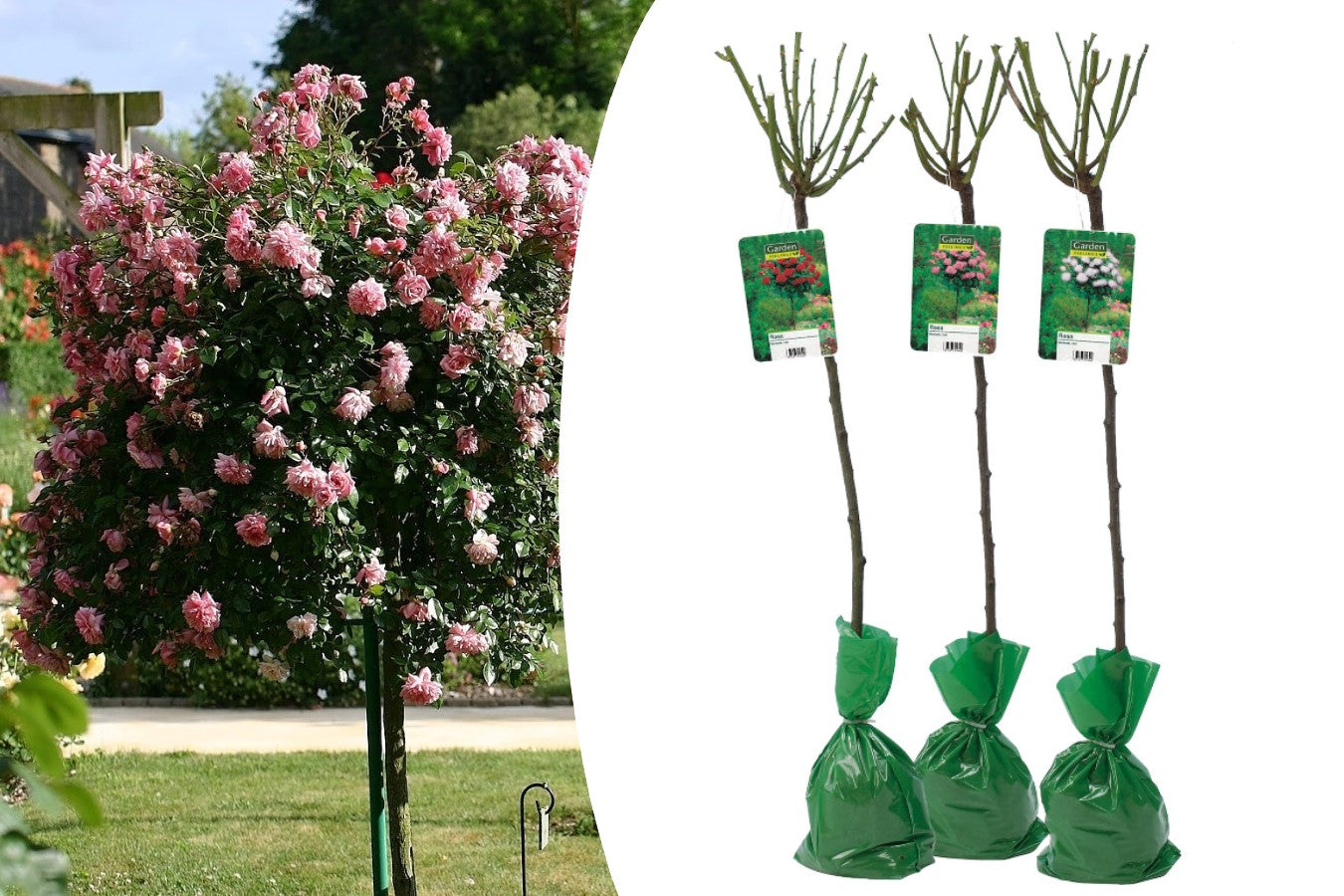 Roses sur tige mélange 3 couleurs XXL x3 (Rouge, Blanc, Rose)