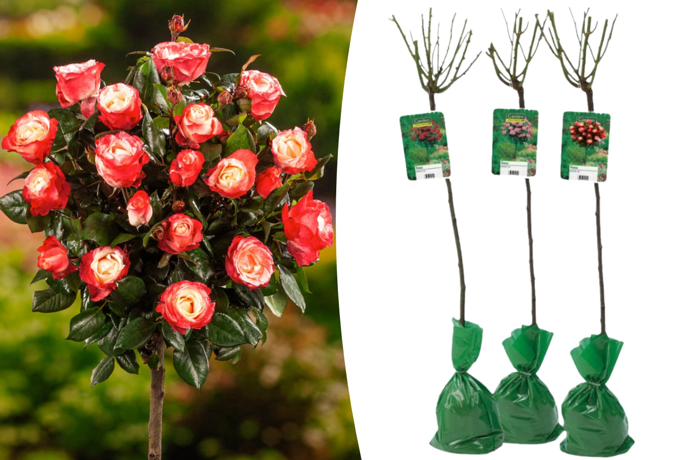 Roses sur tige mélange 3 couleurs XXL x3 (Rouge, Bicolore, Rose)